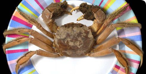 An American crayfish in London (and beyond!)